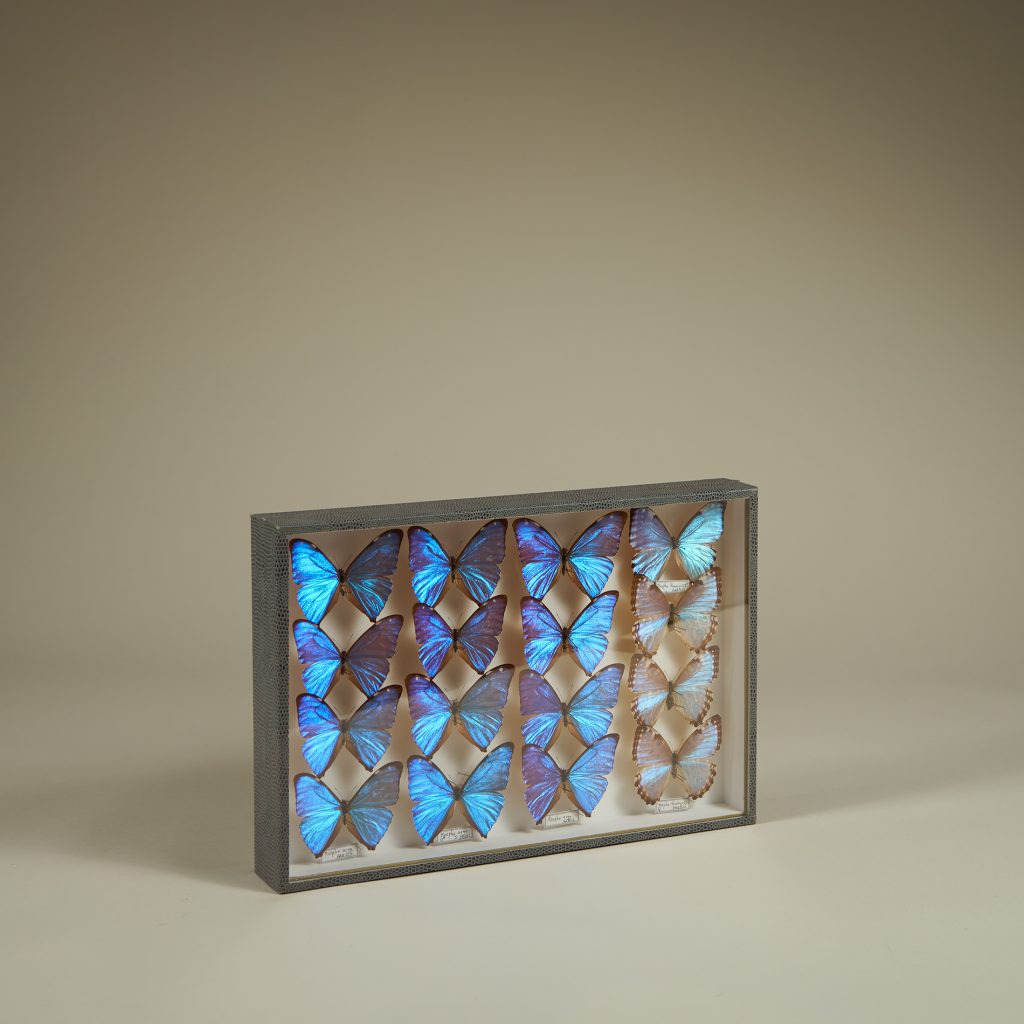 Collection Morpho Thamyris - COMPTOIR COLLECTION